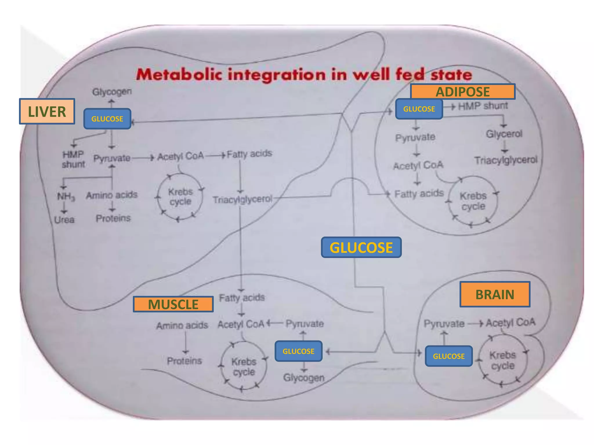 Integration metabolism | PPTX