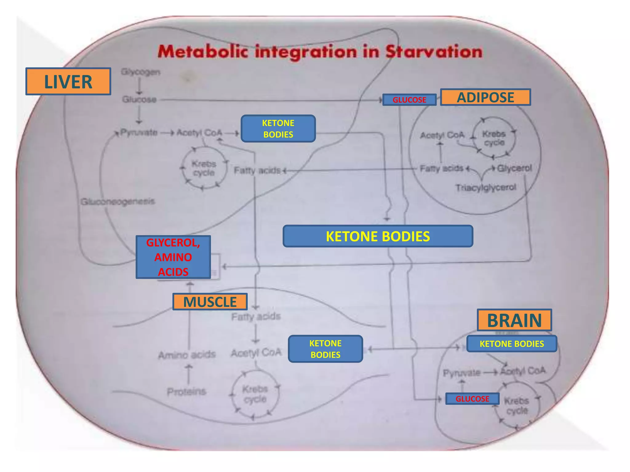 Integration metabolism | PPTX