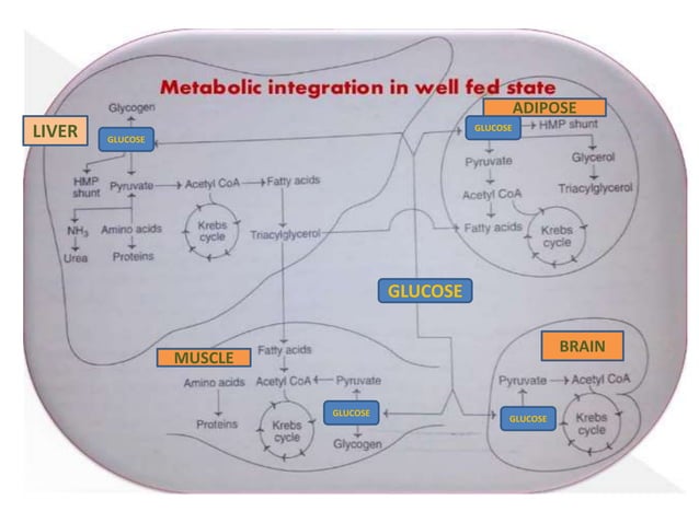 Integration metabolism | PPT