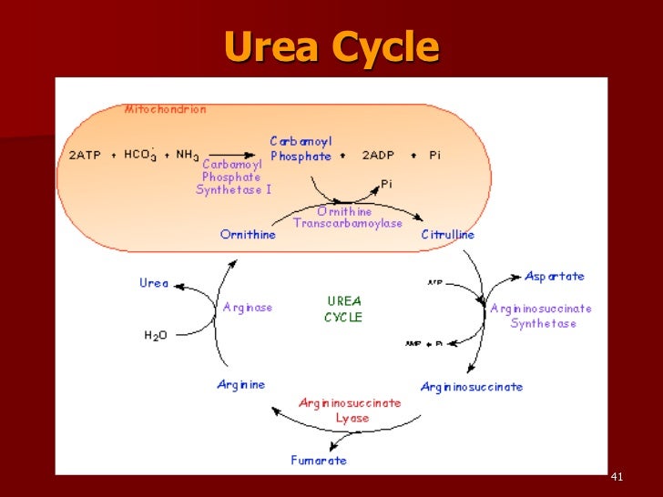Integration of metabolism