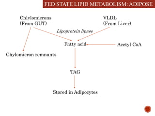 Integration of metabolism | PPTX