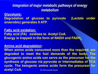 Integration of metabolism nucleotites and nucleic acids .ppt