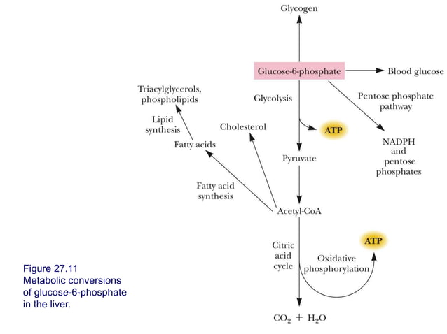 Integration of metabolism for medical school | PPT