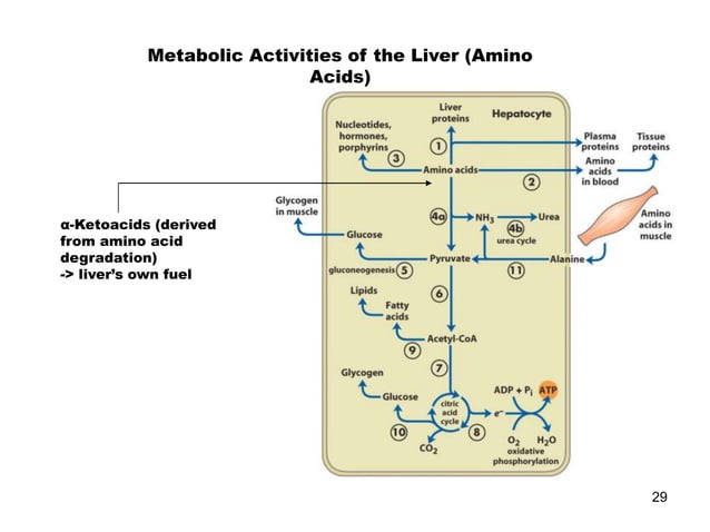 Integration of metabolism for medical school | PPT