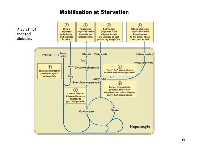 Integration of metabolism for medical school | PPT