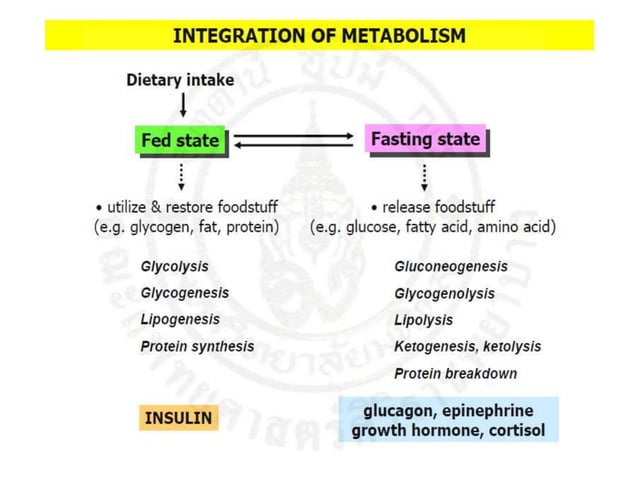 Integration of metabolism for medical school | PPT