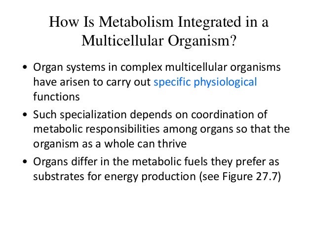 Ppt The Integration Of Metabolism Powerpoint Presentation Free