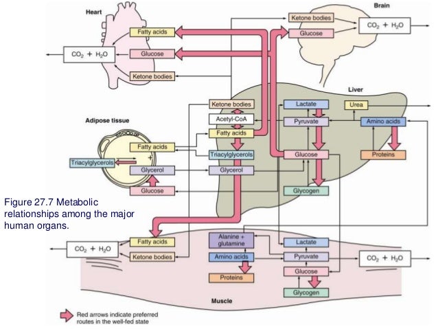 Integration of metabolism for medical school