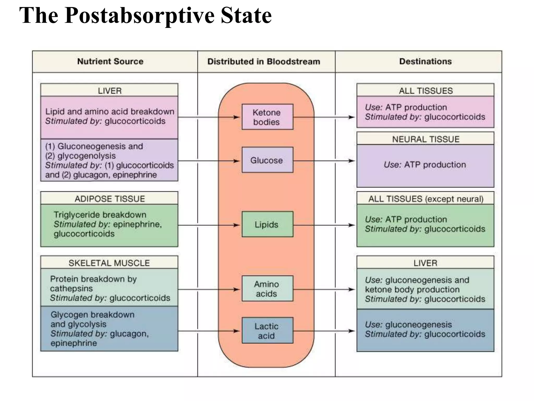 Integration_Of_Metabolism_Mira.ppt | Endocrine and Metabolic Diseases ...