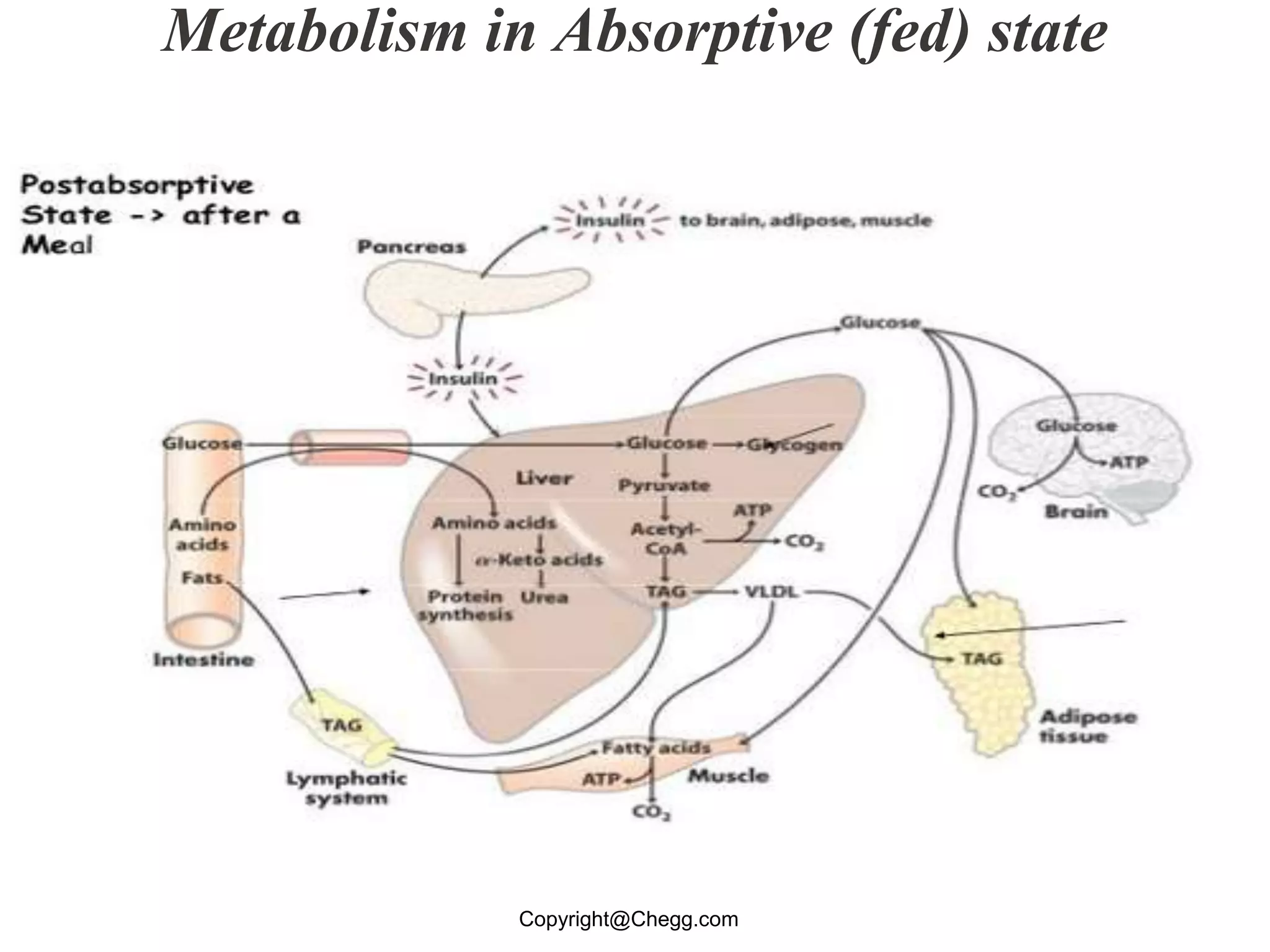 Integration_Of_Metabolism_Mira.ppt | Endocrine and Metabolic Diseases ...