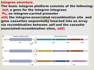 integrons.pptx