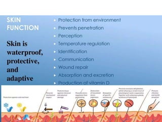 integumentary system 005.pptx anatomy an | PPT