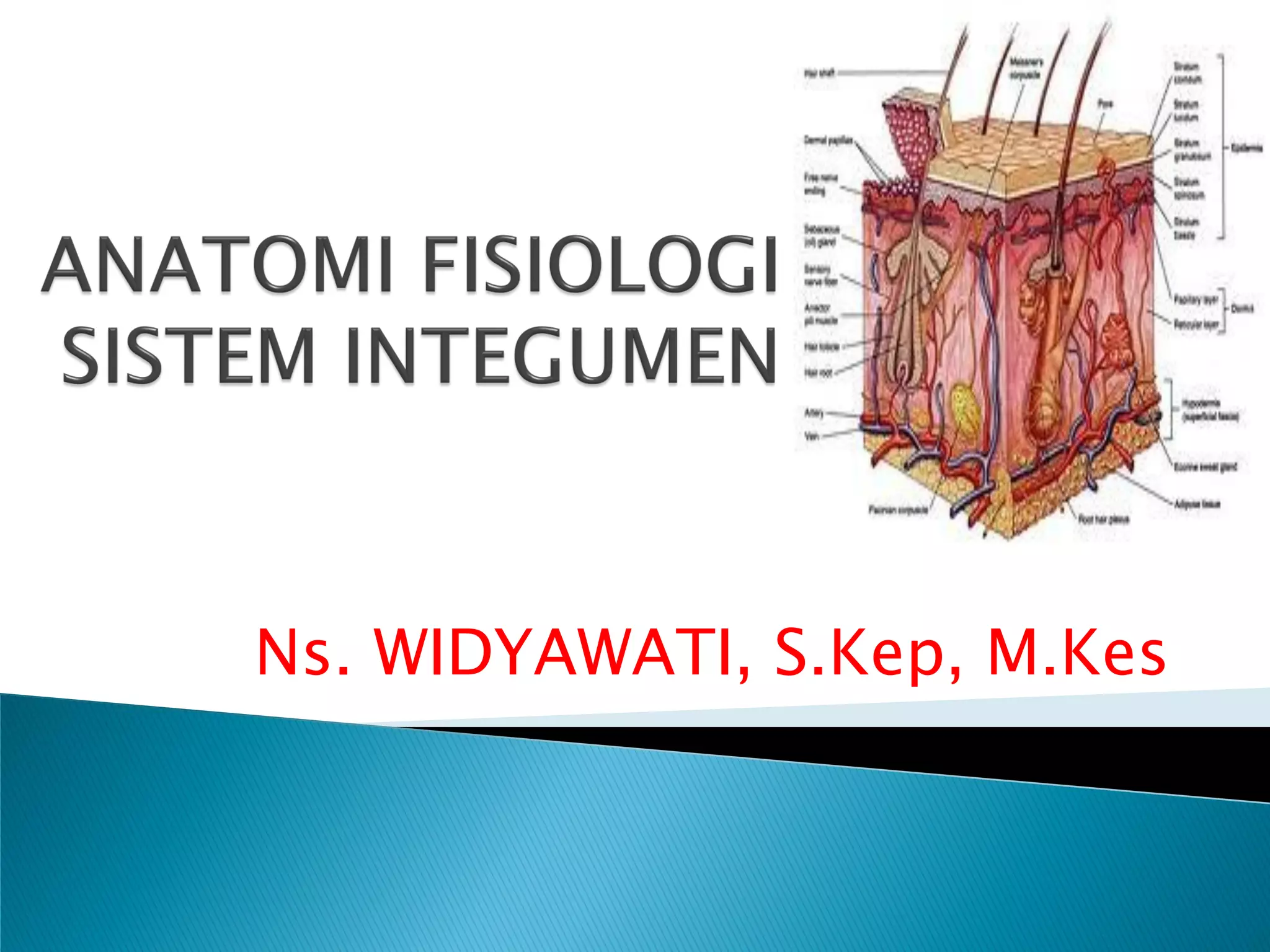Sistem Integumen | PDF