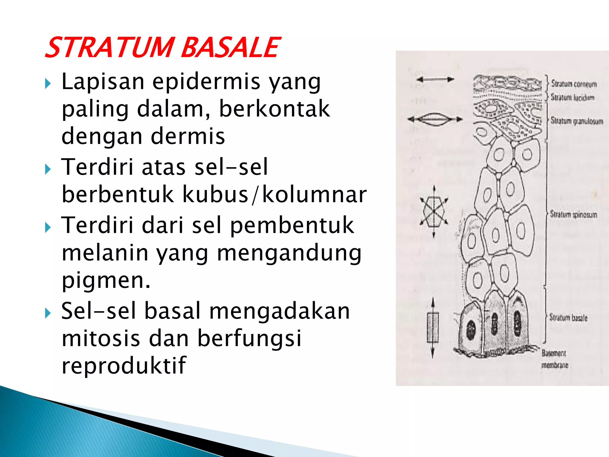 Sistem Integumen | PDF