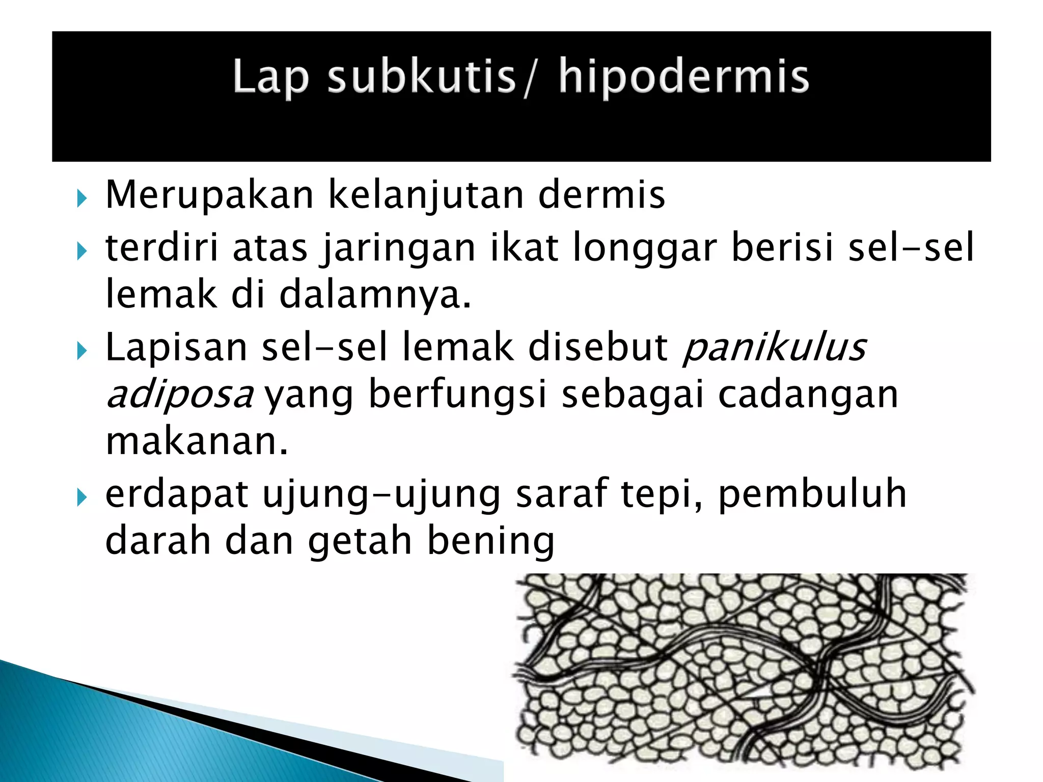 Sistem Integumen | PDF