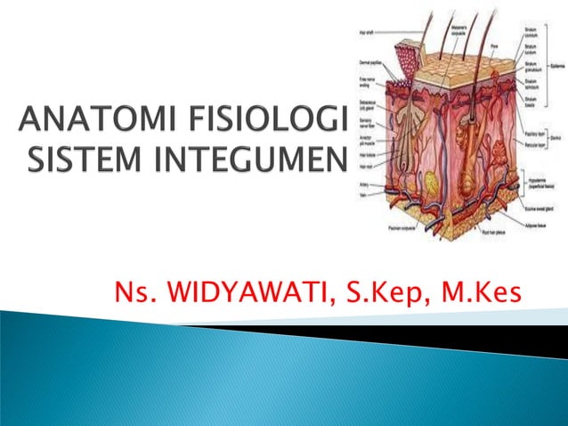 Sistem Integumen | PDF