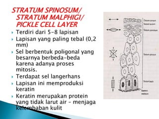 Sistem Integumen | PDF