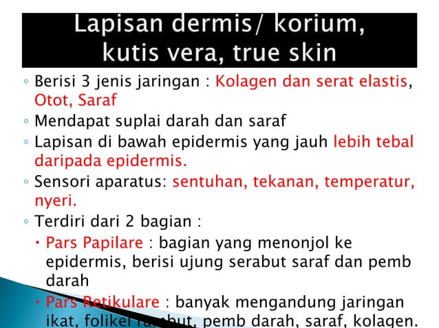 Sistem Integumen | PDF