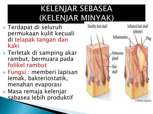Sistem Integumen | PDF