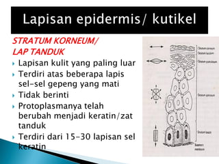 Sistem Integumen | PDF