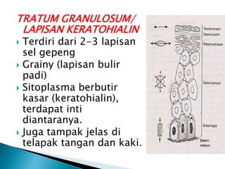 Sistem Integumen | PDF