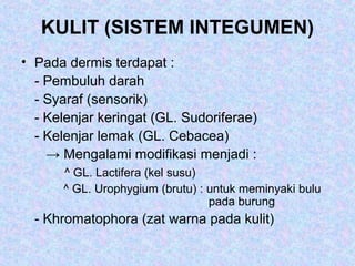 Integumen kulit | PPT