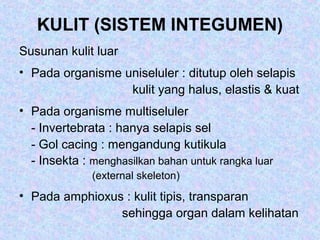 Integumen kulit | PPT