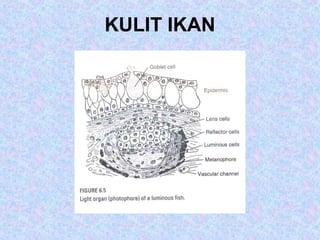 Integumen kulit | PPT