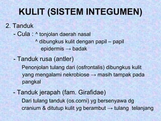 Integumen kulit | PPT