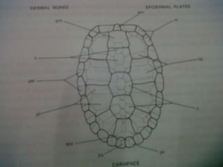 INTEGUMEN REPTIL.pptx