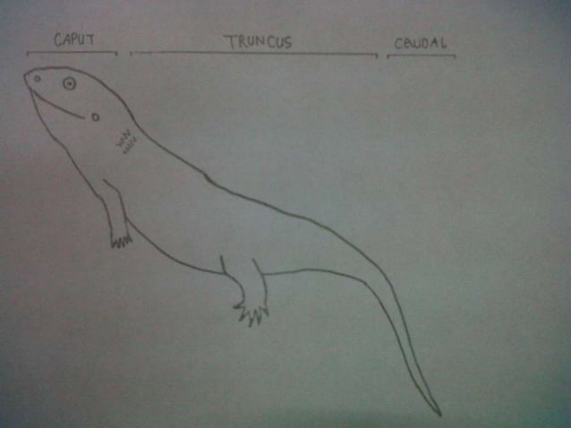 Integumen Reptilpptx 