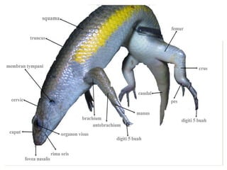 INTEGUMEN REPTIL.pptx