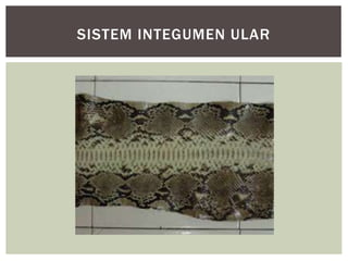 INTEGUMEN REPTIL.pptx