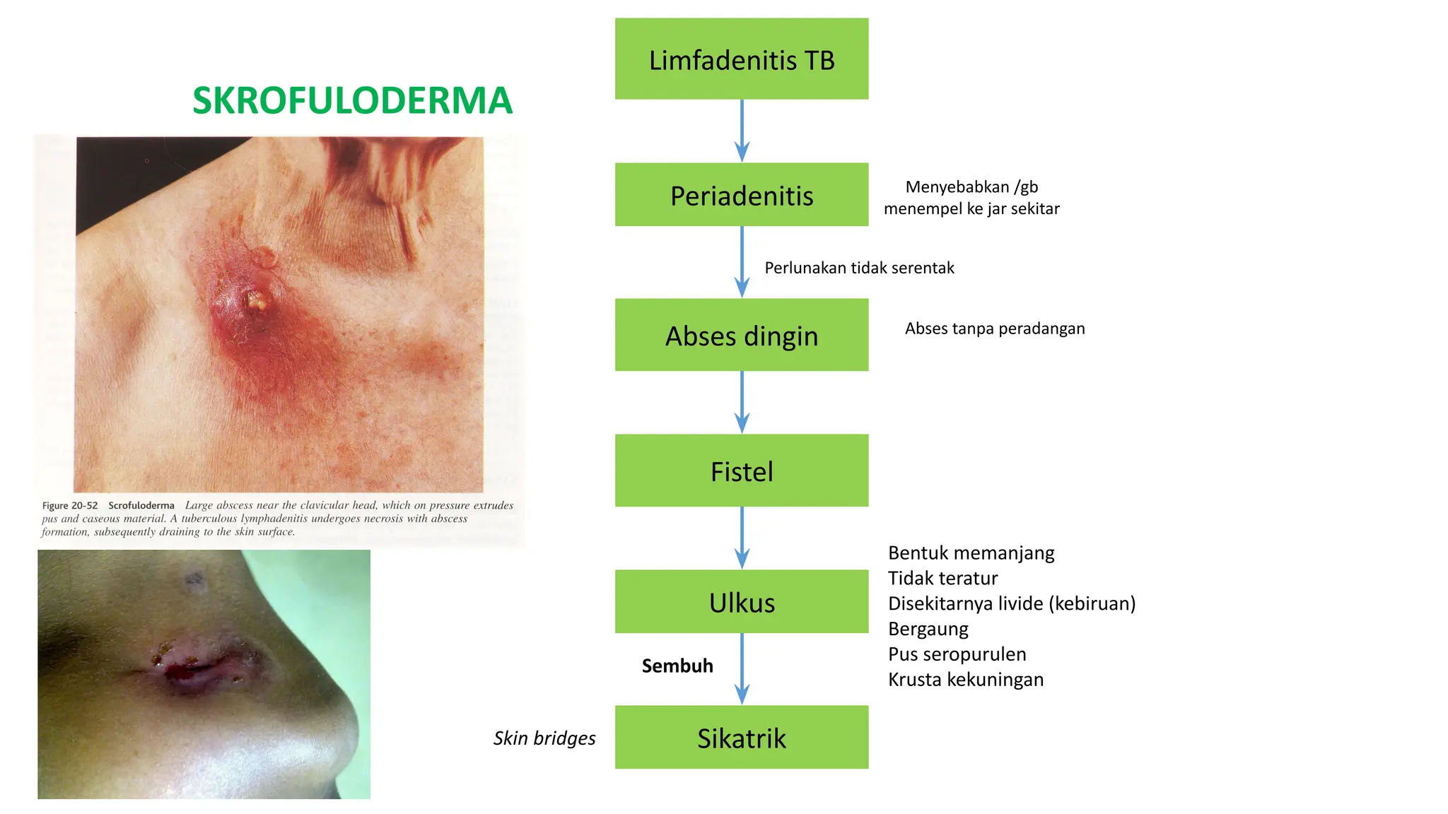 INTEGUMEN SKDI irmaamalia maret 2019.pptx-1.pdf