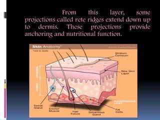 Integument ( Skin ) | PPT