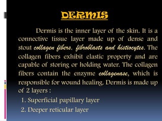 Integument ( Skin ) | PPT