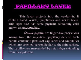 Integument ( Skin ) | PPT