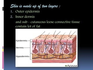 Integument ( Skin ) | PPT