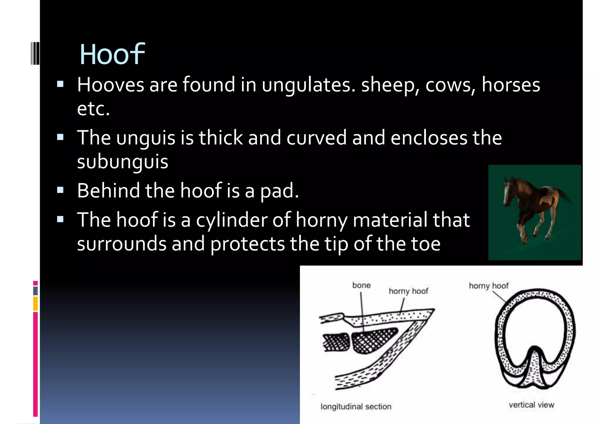 Integument.pdf