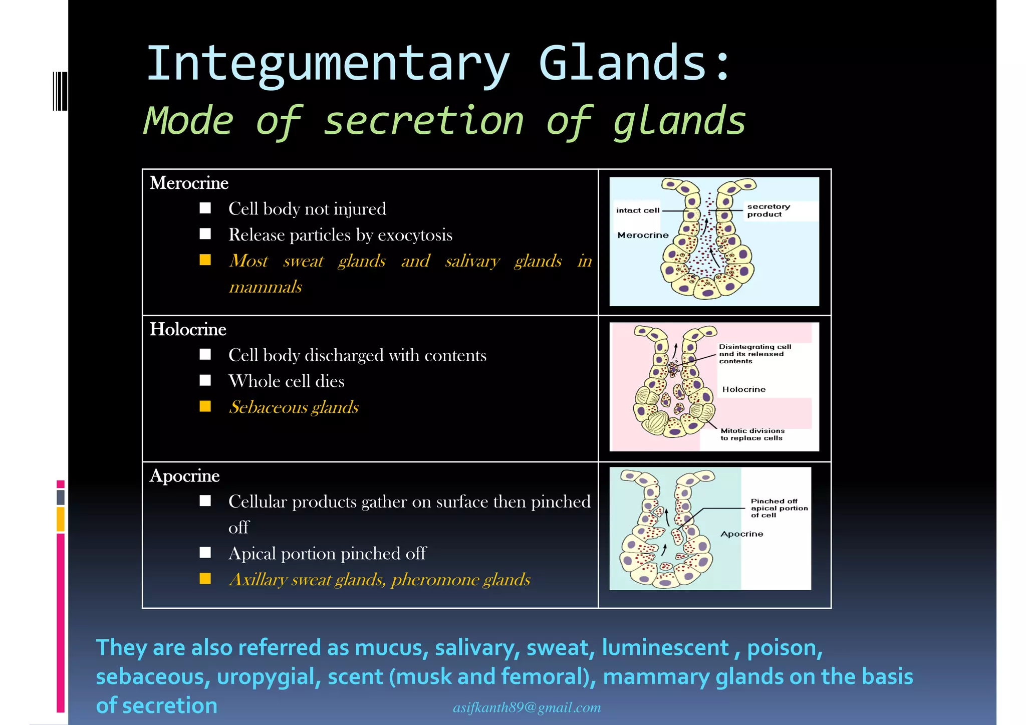 Integument.pdf