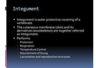 Integument.pdf
