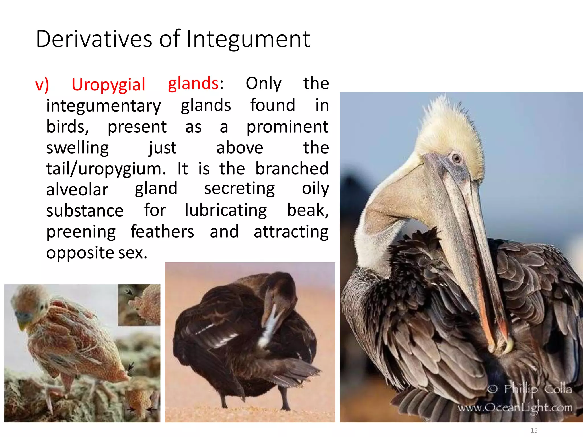 Integument | PPTX