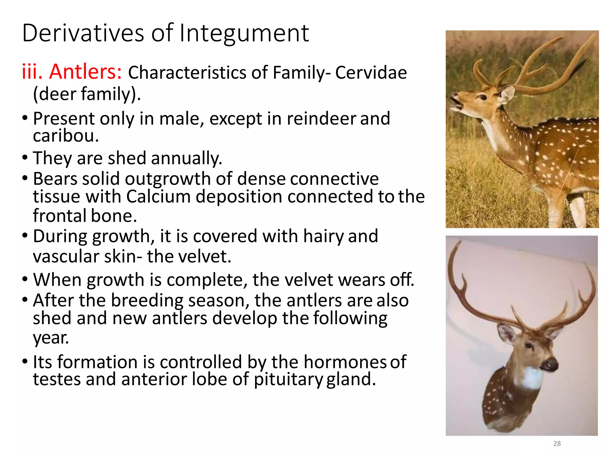 Integument | PPTX