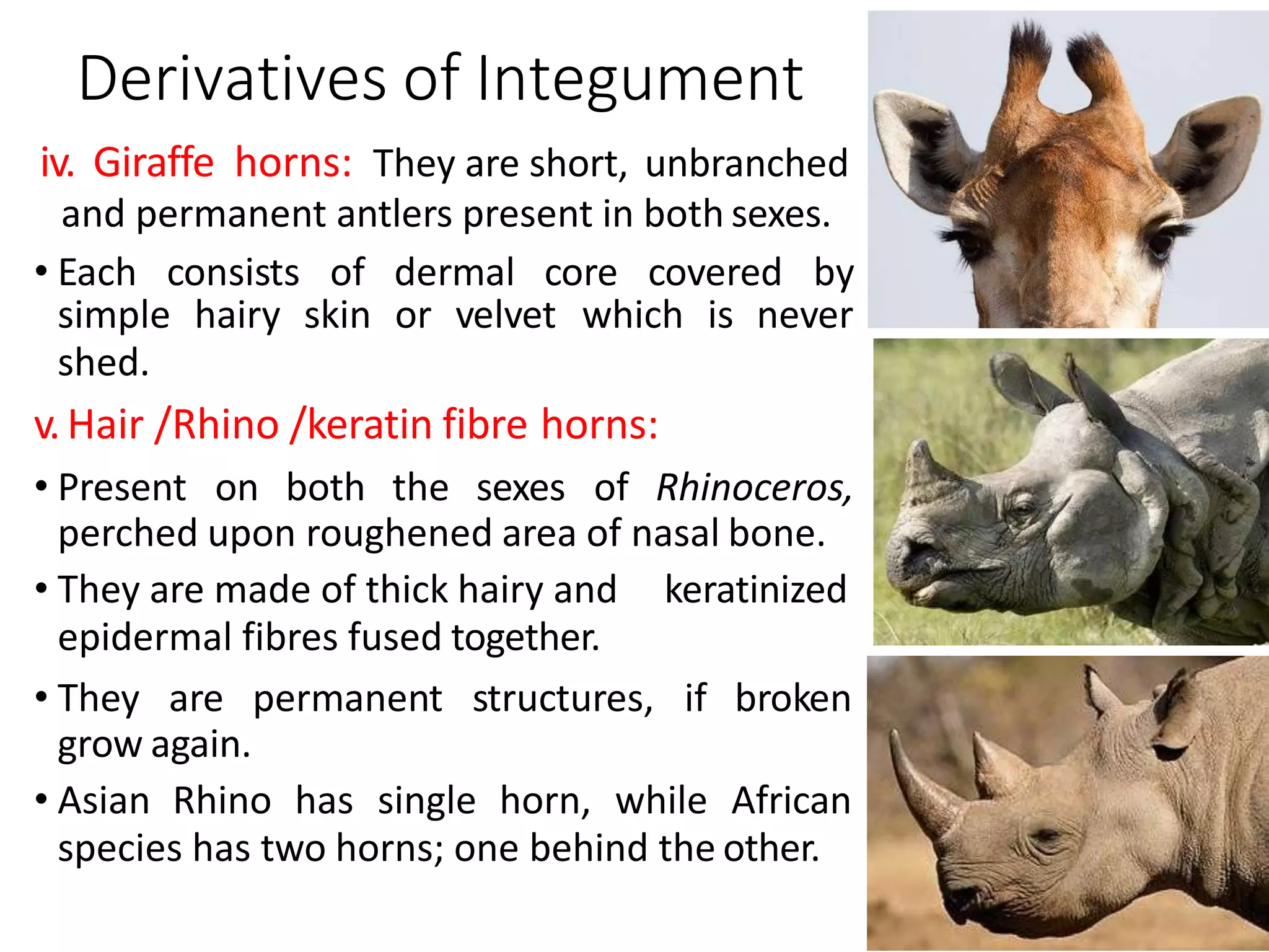 Integument | PPTX
