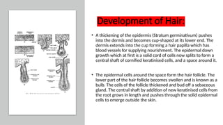 Integument and derivatives information slides.pptx