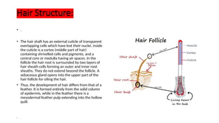 Integument and derivatives information slides.pptx