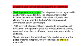 Integument and derivatives information slides.pptx