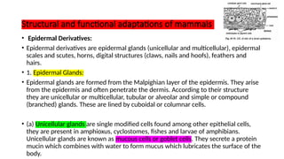 Integument and derivatives information slides.pptx