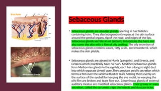 Integument and derivatives information slides.pptx