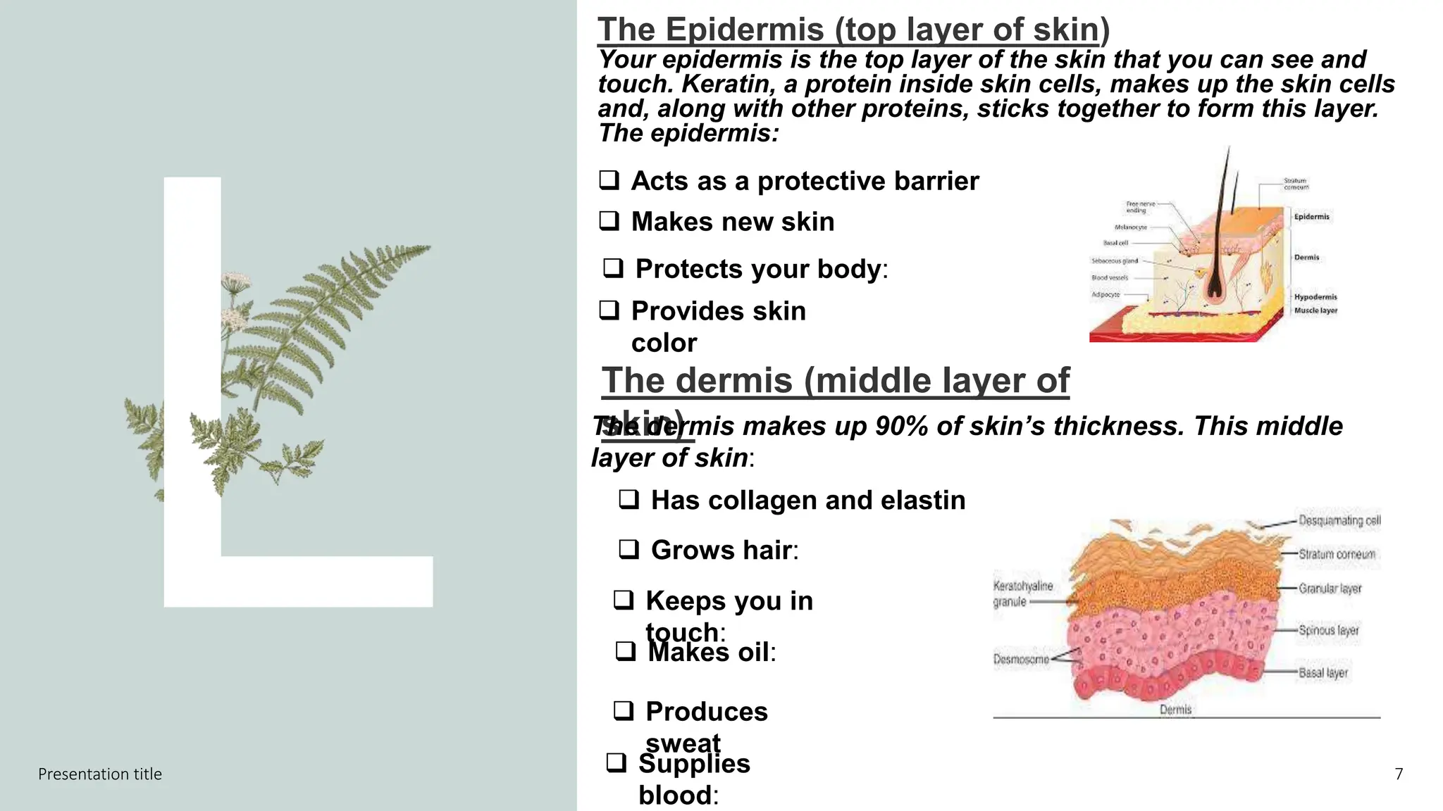 Integument and its derives(hairs and Feathers).pptx